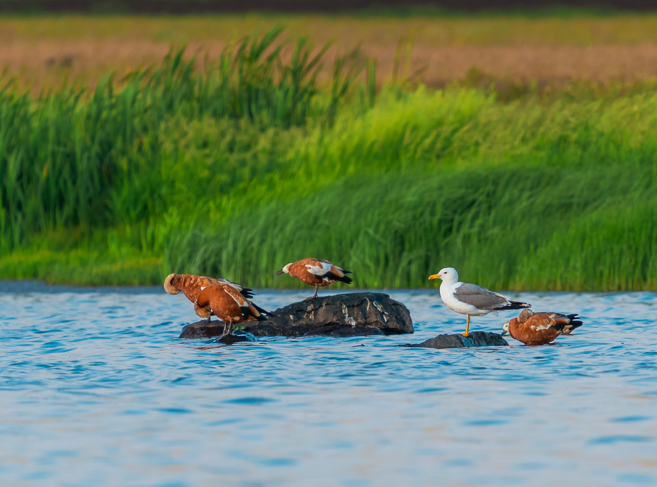 Birding - Visit Samtskhe - Javakheti